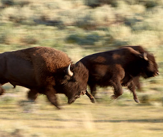 About Us | Bison Financial Group